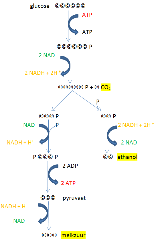 Heterofermentatieve melkzuurgisting